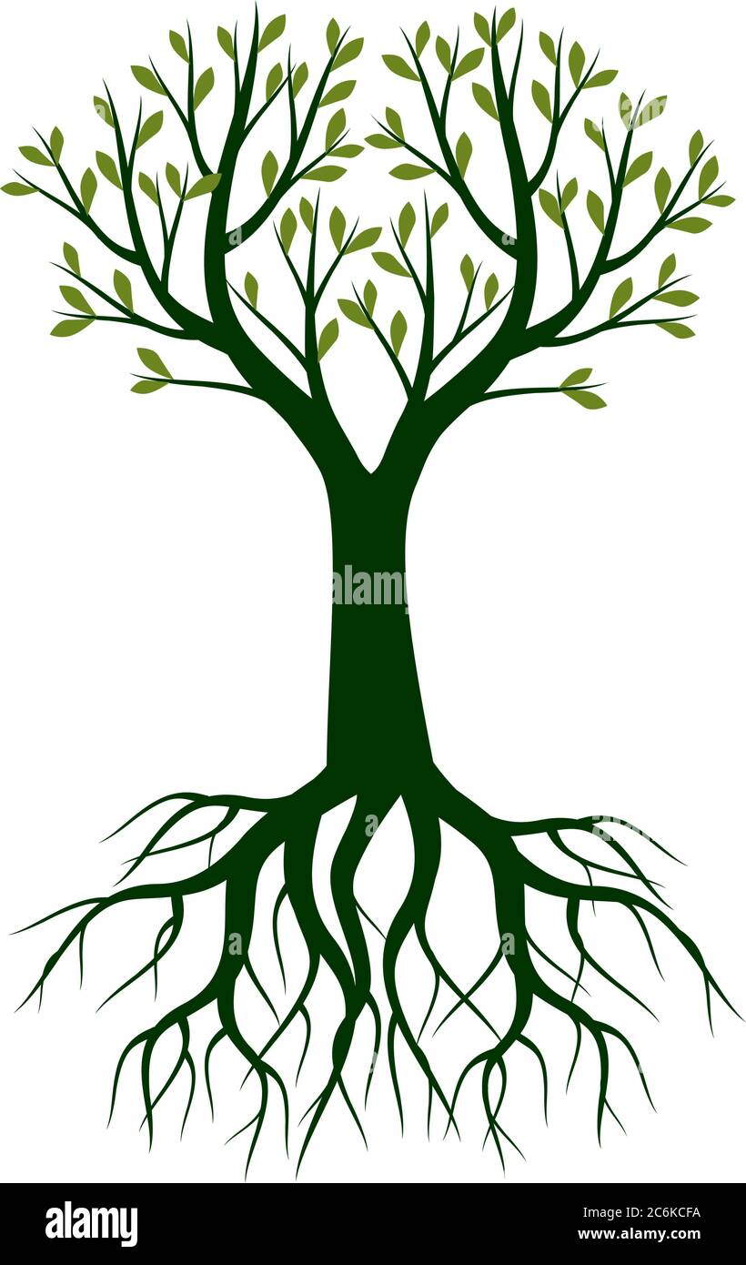 Tree root illustration hi-res stock photography and images - Alamy