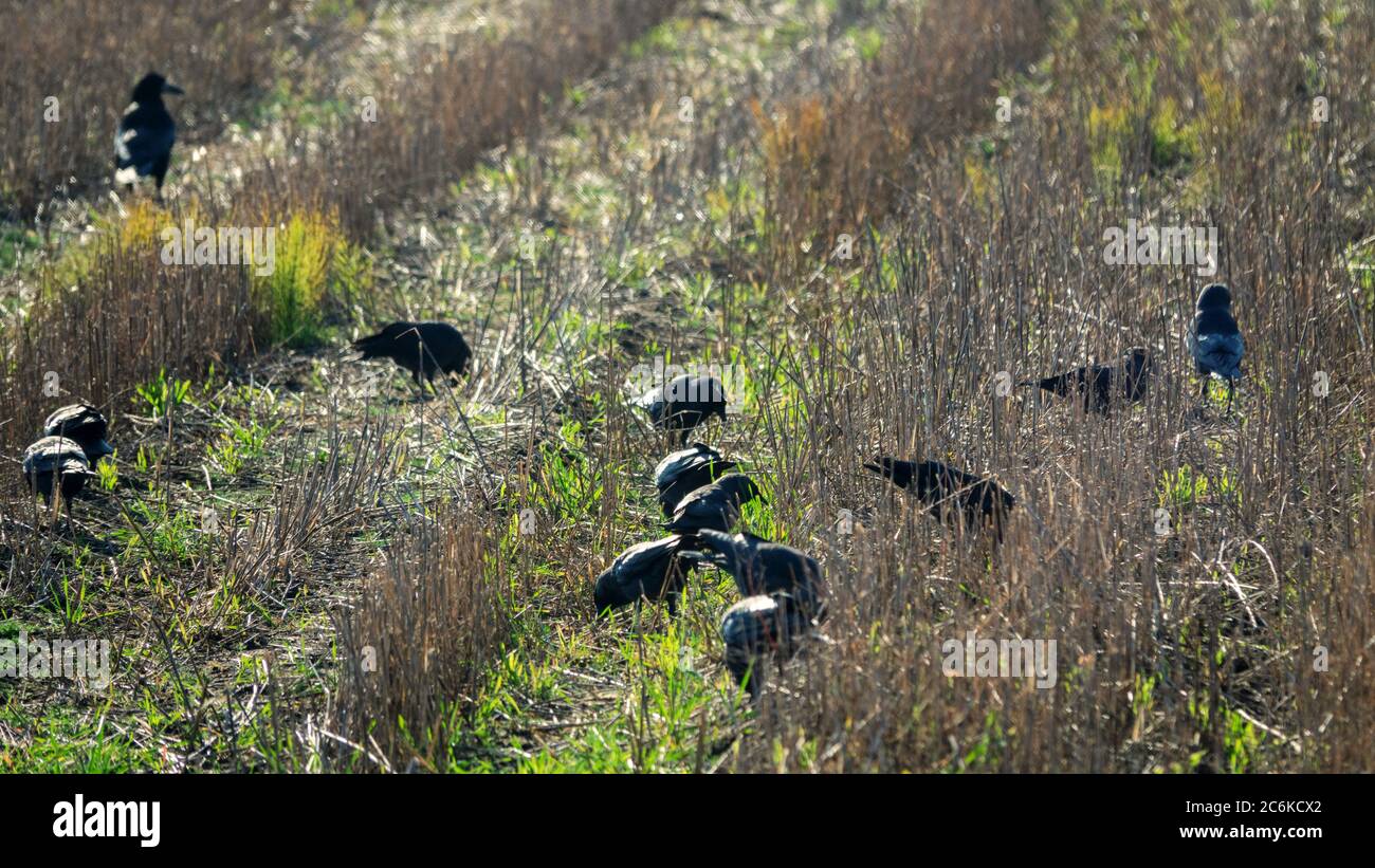 Rooks and Jackdaws collect the remaining grain on the mown field of ...