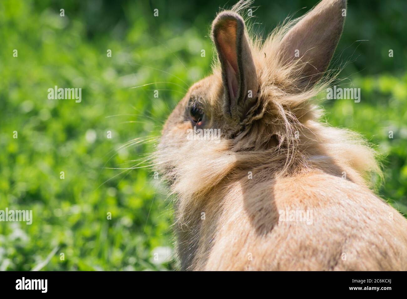 Back view rabbit ears hi-res stock photography and images - Alamy