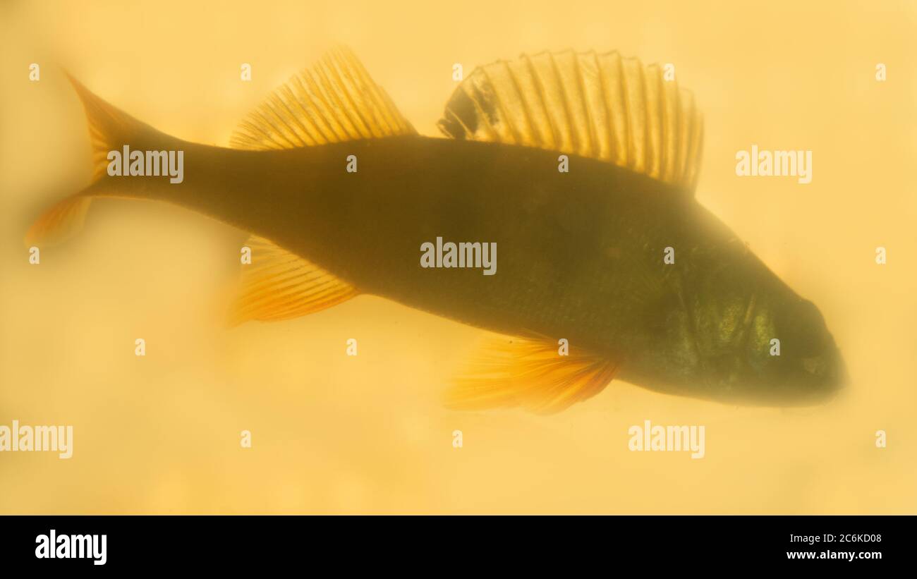 Perch in an aquatic environment close-up. The most famous river fish ...