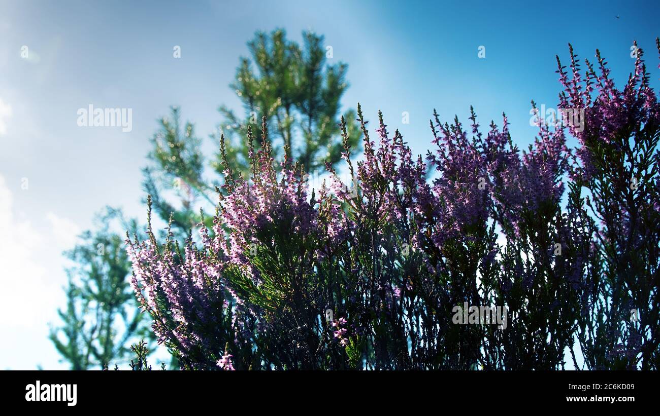 Summer flowers and Heath. Bell heather, Erica (Calluna vulgaris) blooms ...