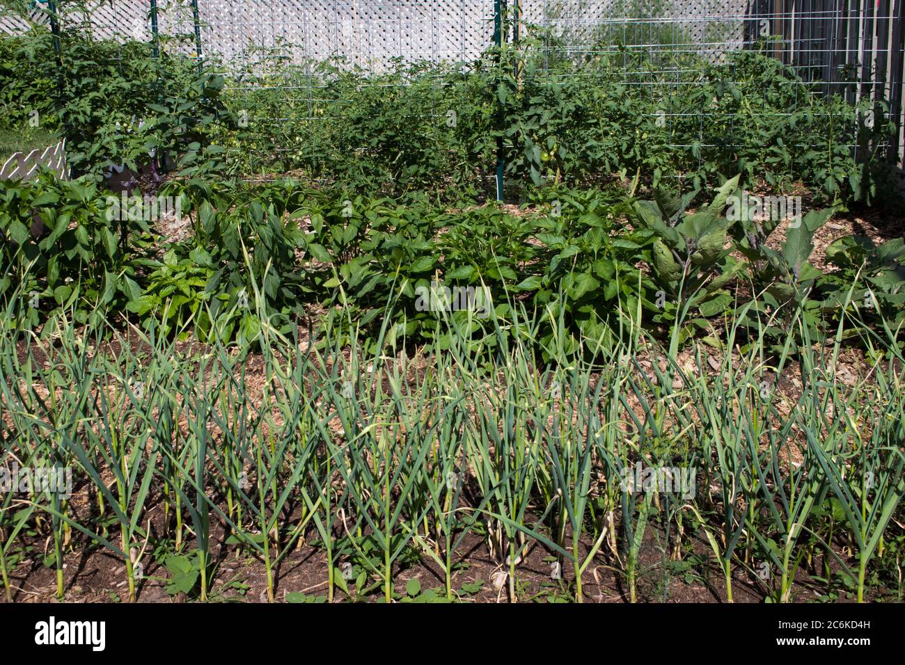 Garlic scape hi-res stock photography and images - Alamy