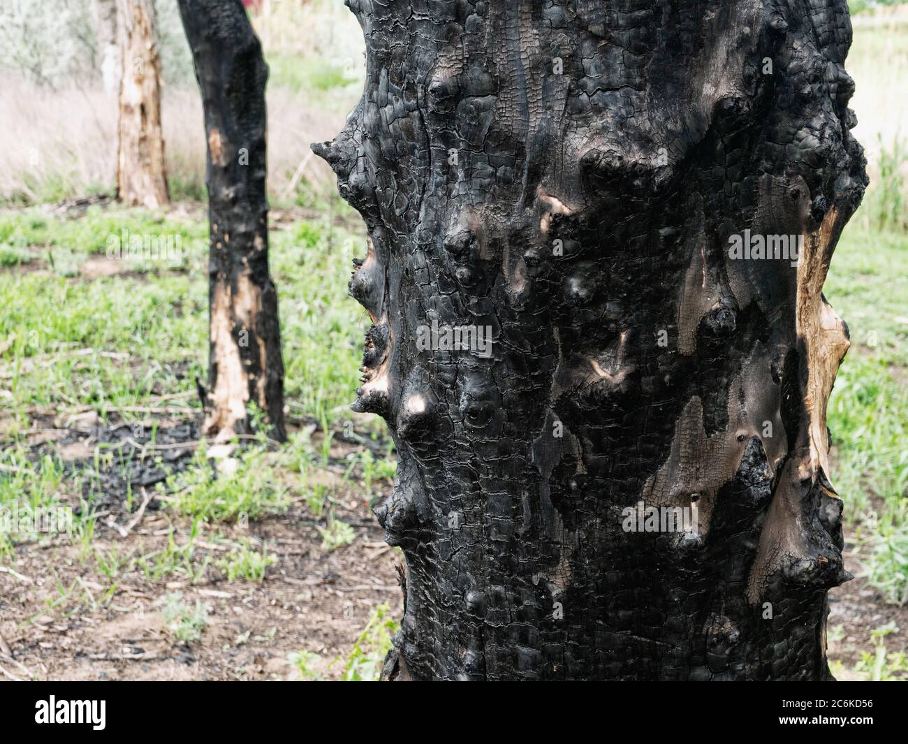 Forestry. Burnt tree trunks after a forest fire that took place three ...
