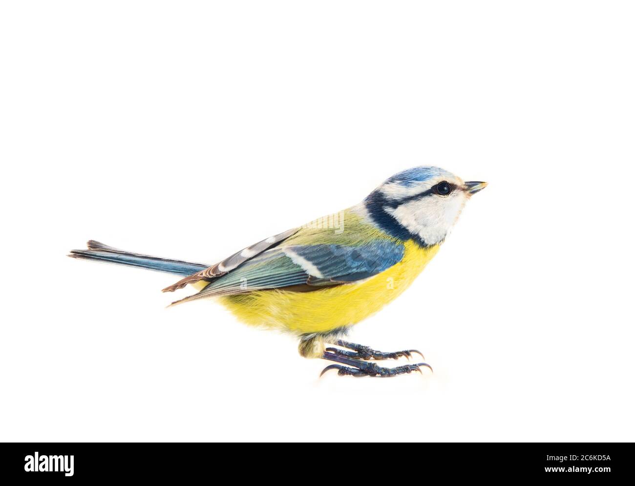 Blue Titmouse (Parus caeruleus) in all its glory. Isolated on a white ...