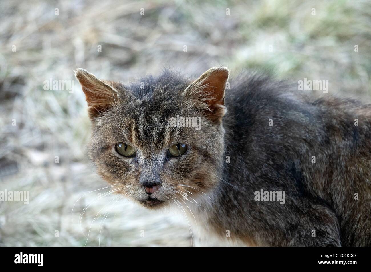 Cunning Cat