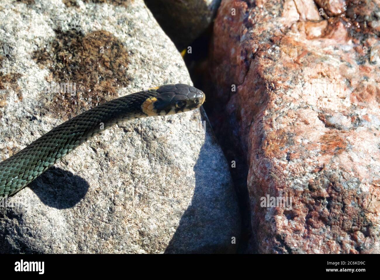 Common Grass-snake (Natrix natrix) from the East Baltic sea coast ...