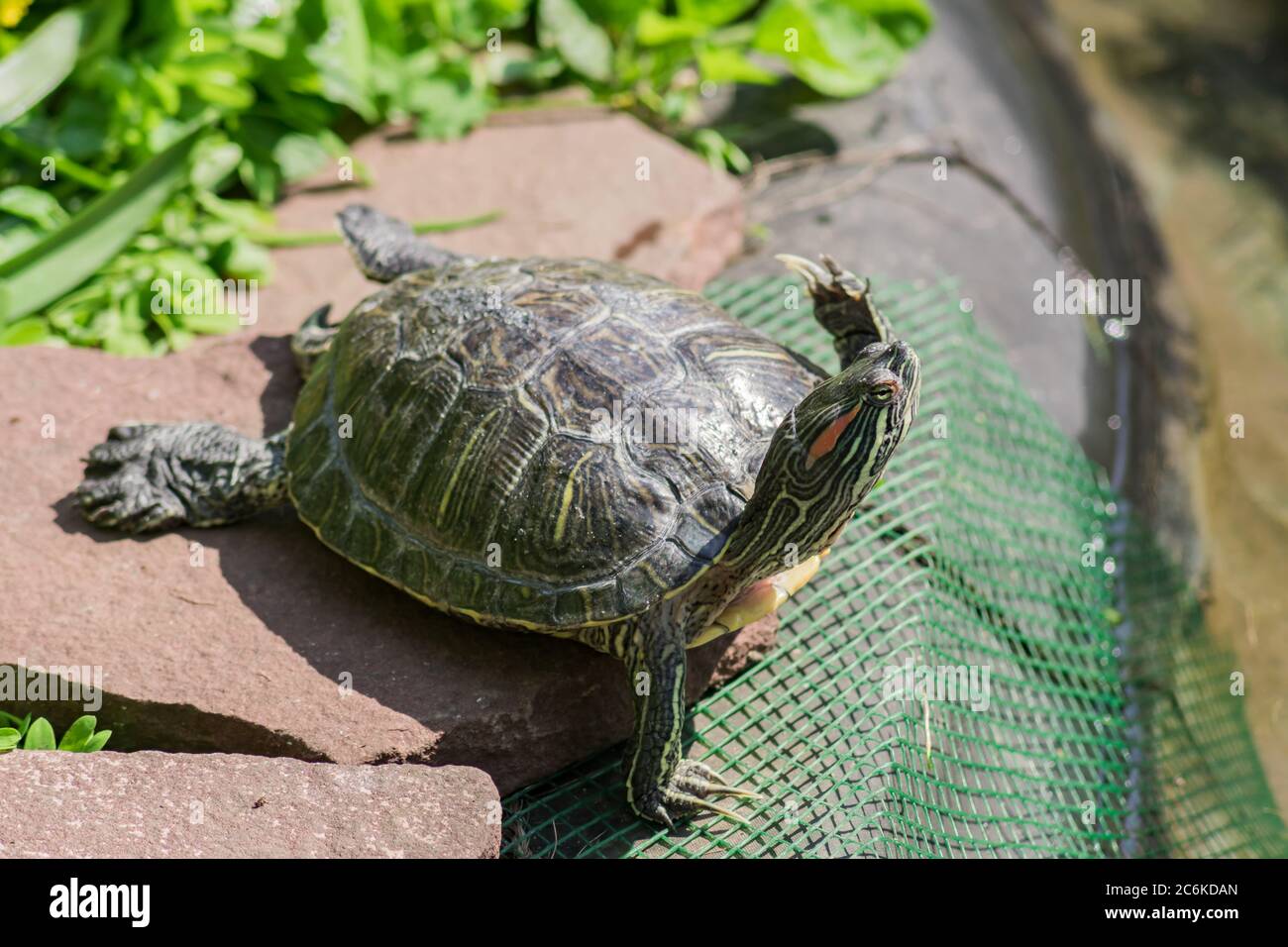 red eared turtle close up in nature environment Stock Photo - Alamy