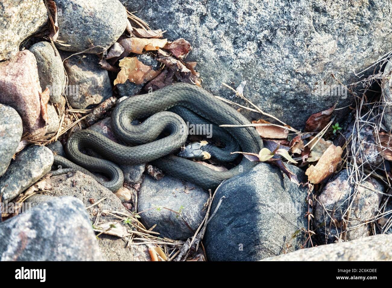 Common Grass-snake (Natrix natrix) from the East Baltic sea coast ...