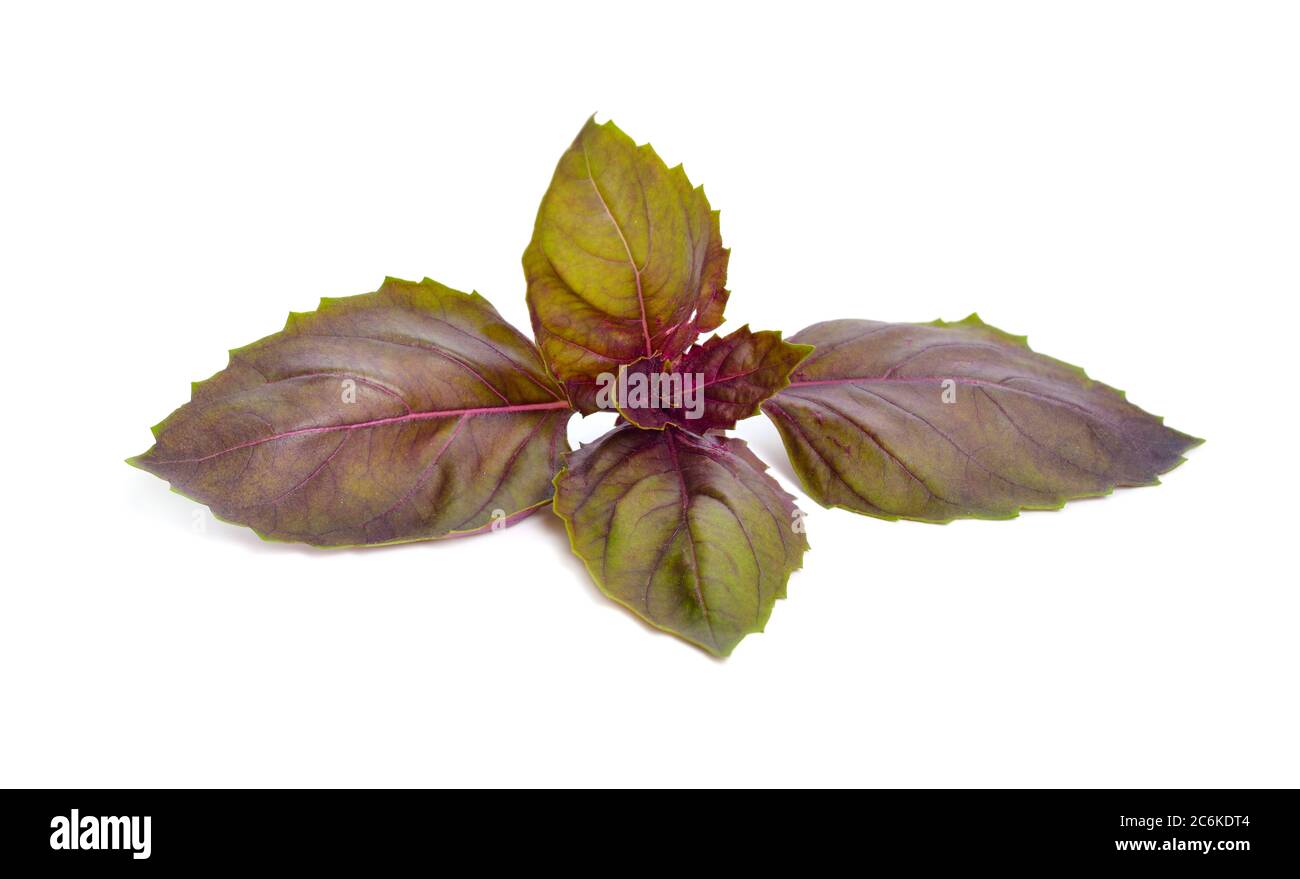 A bunch of dark opal basil leaves isolated on white background Stock ...