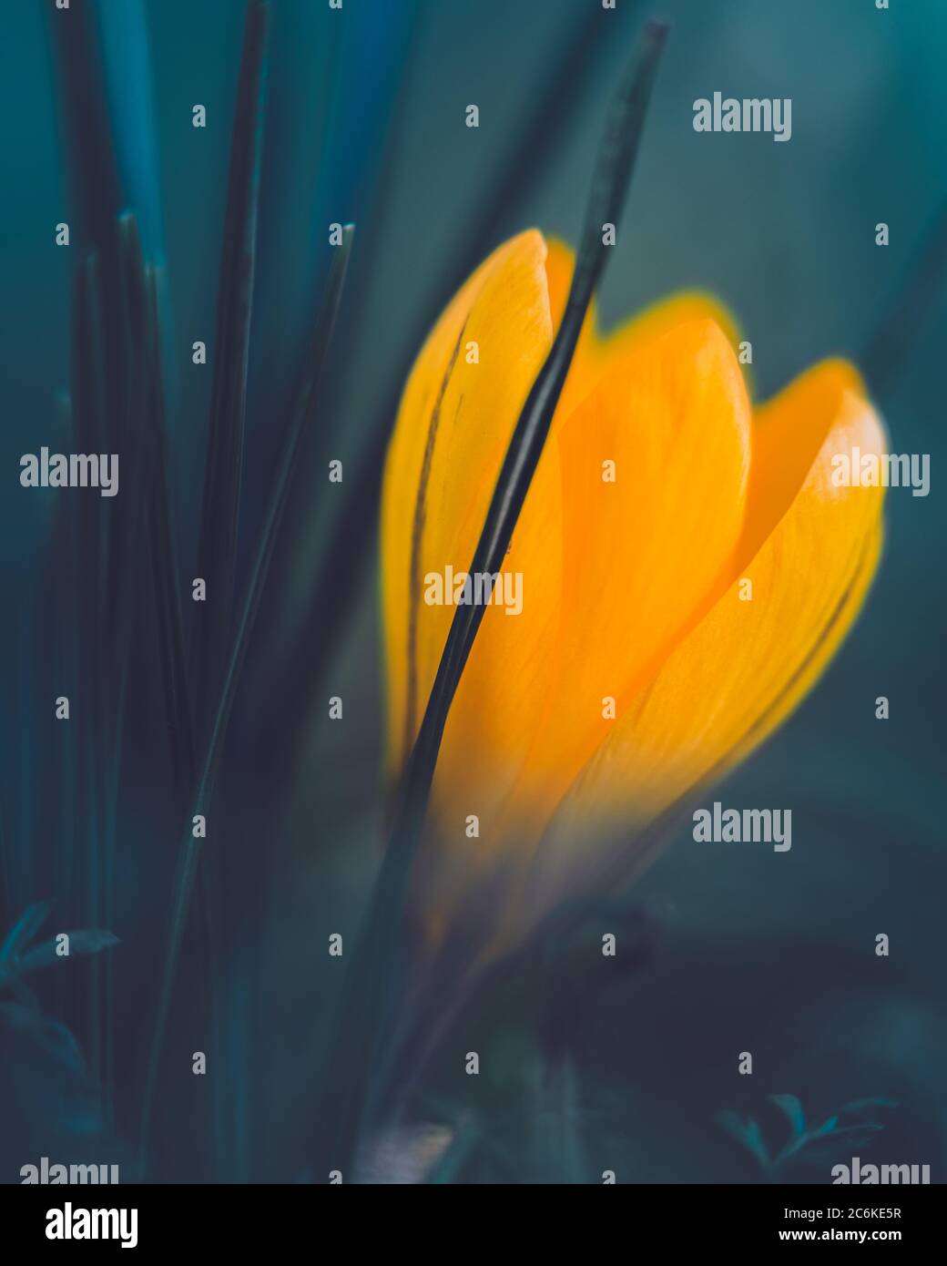 close-up of a yellow crocus in green background. some weed are visible ...