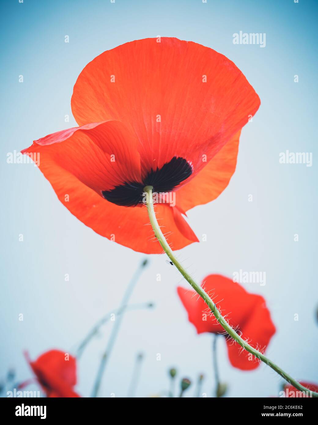 red poppy view from below. sky is light blue Stock Photo - Alamy