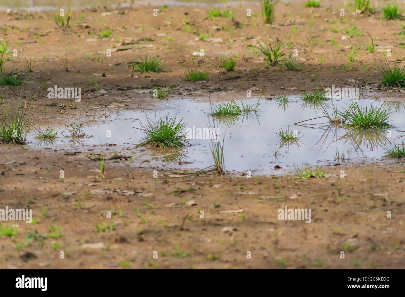 Green field dirty road hi-res stock photography and images - Alamy