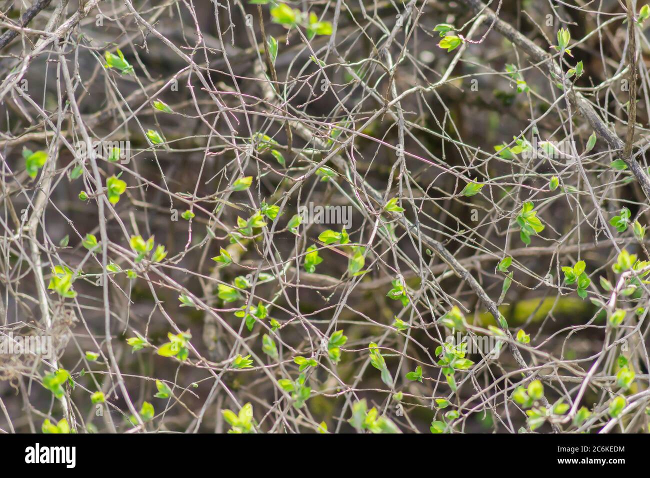 Young small tree in spring with first leaves hi-res stock photography ...