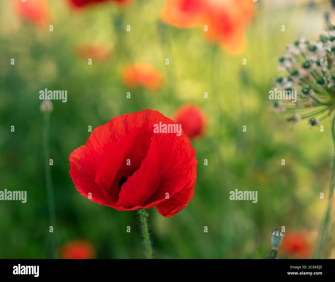 Poppies background hi-res stock photography and images - Alamy