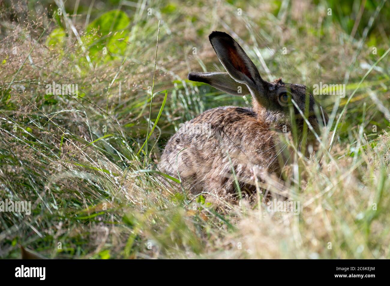 Brown hare hiding in the grass Stock Photo - Alamy