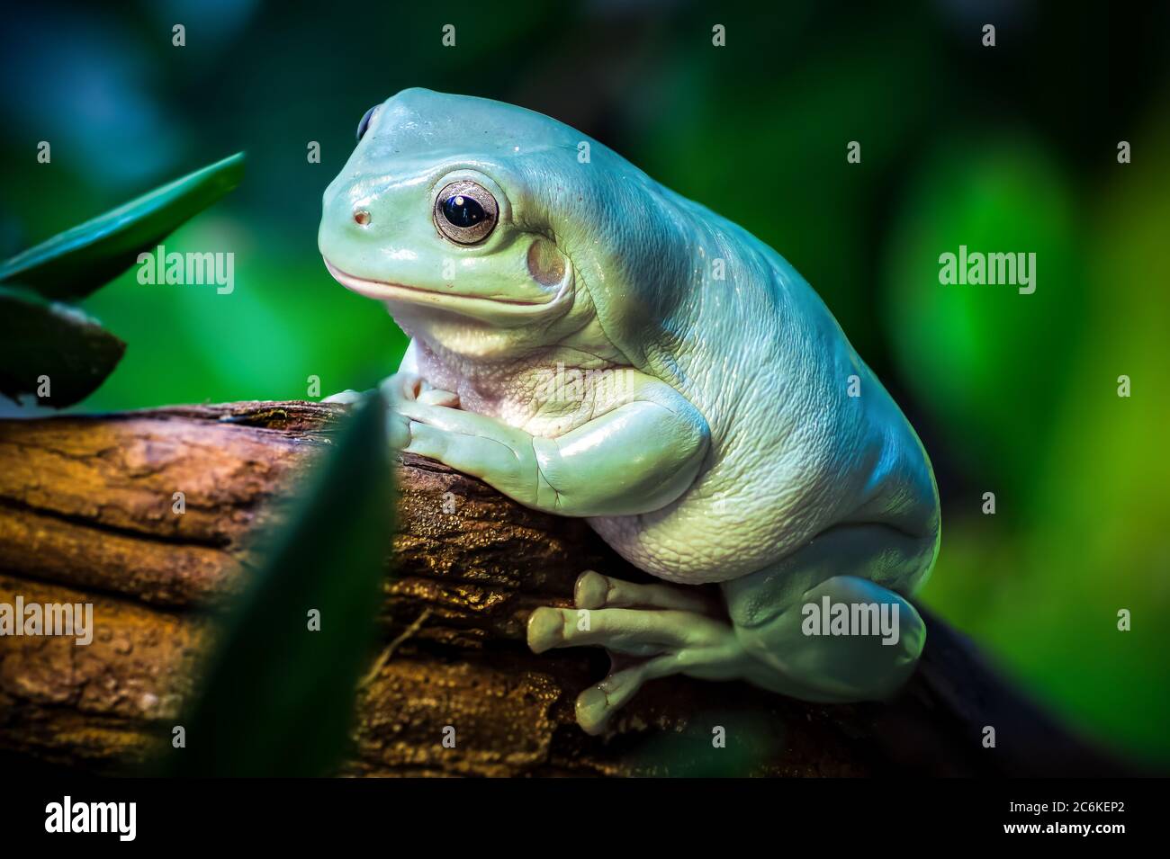 Australian green tree frog hi-res stock photography and images - Alamy