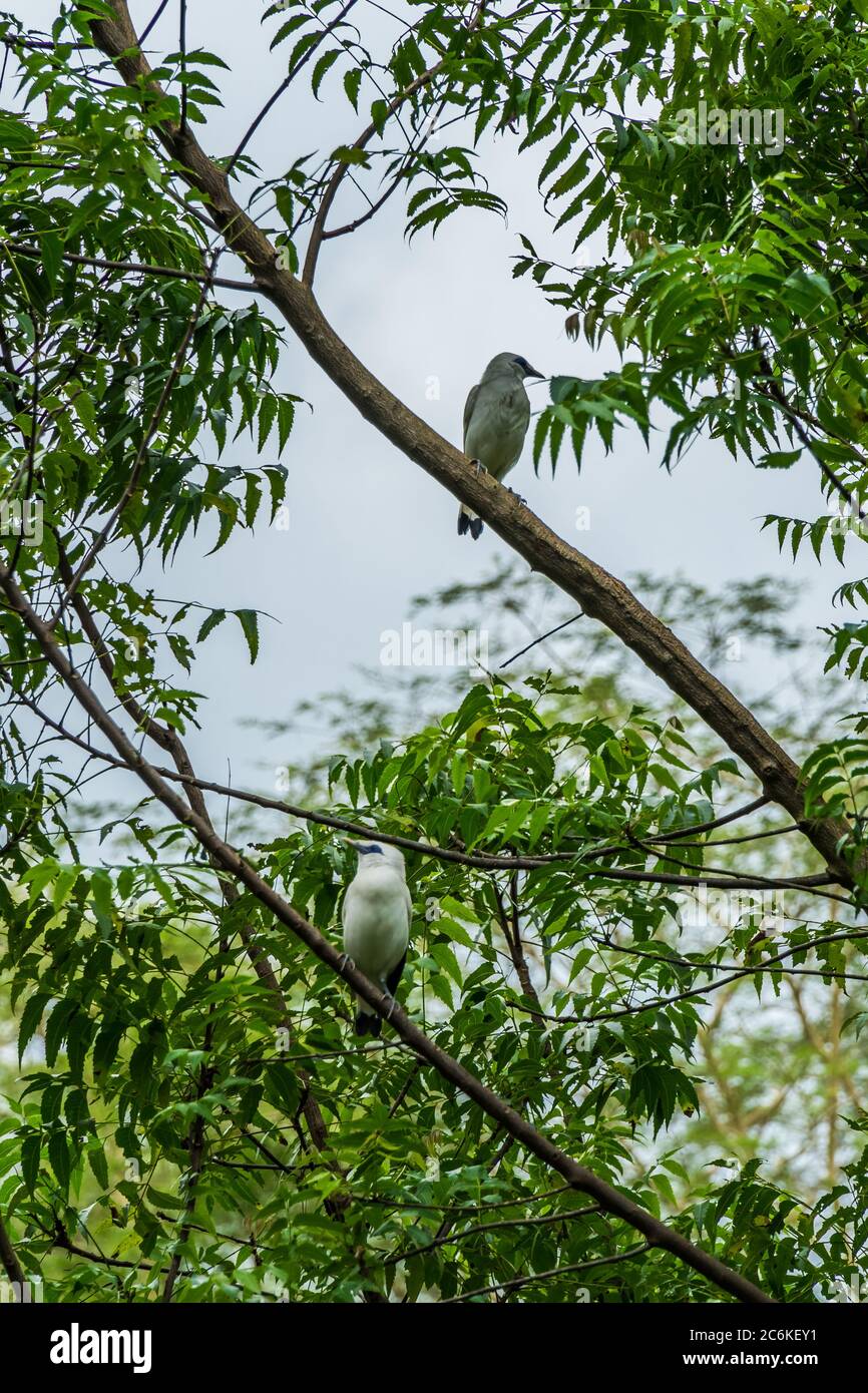 Balinese Bird High Resolution Stock Photography and Images - Alamy