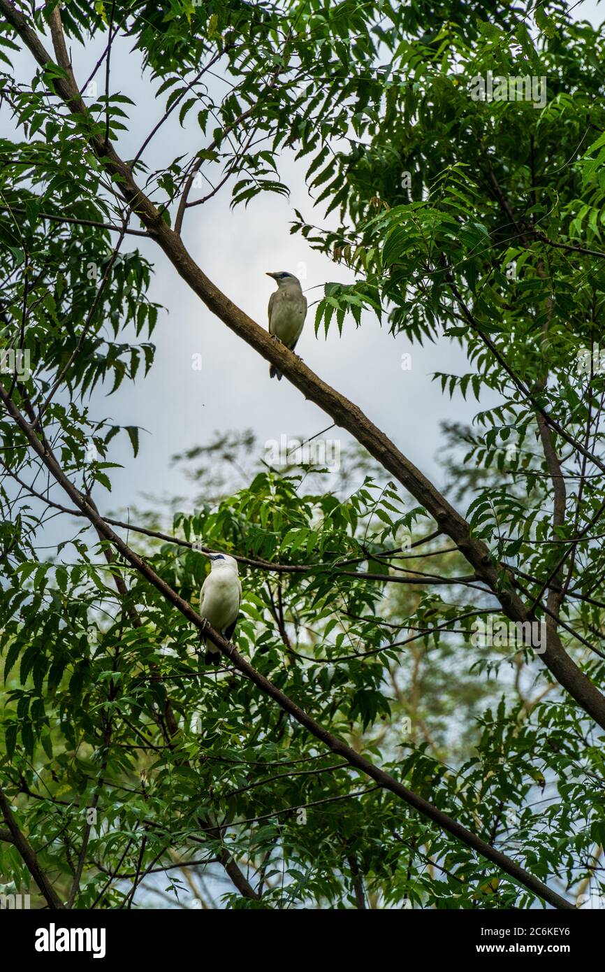 Balinese bird hi-res stock photography and images - Alamy
