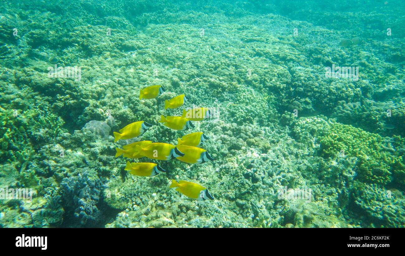 coral reef with yellow fishes in natural environment Stock Photo - Alamy