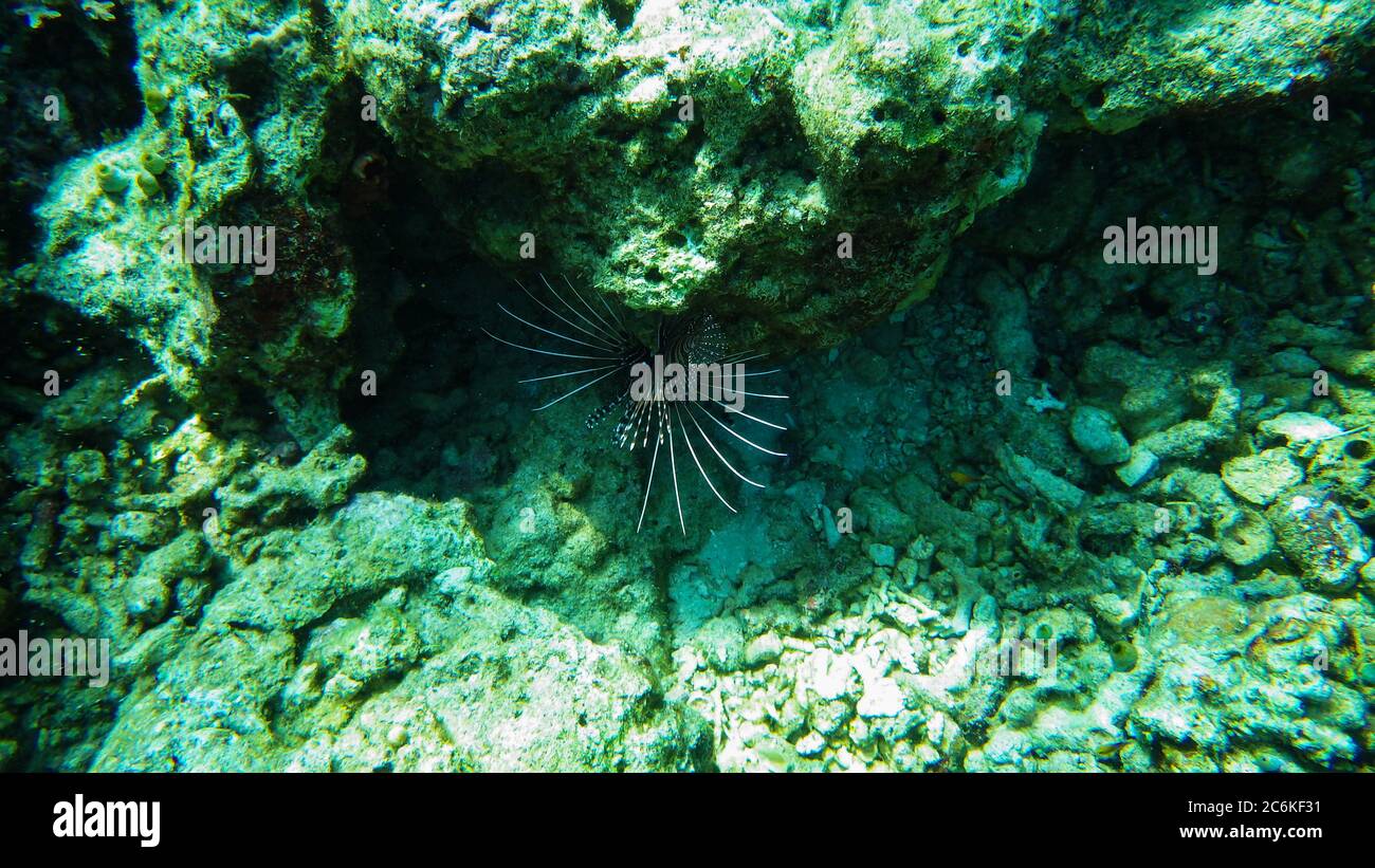 scorpion fish in tropical sea. underwater natural environment Stock ...