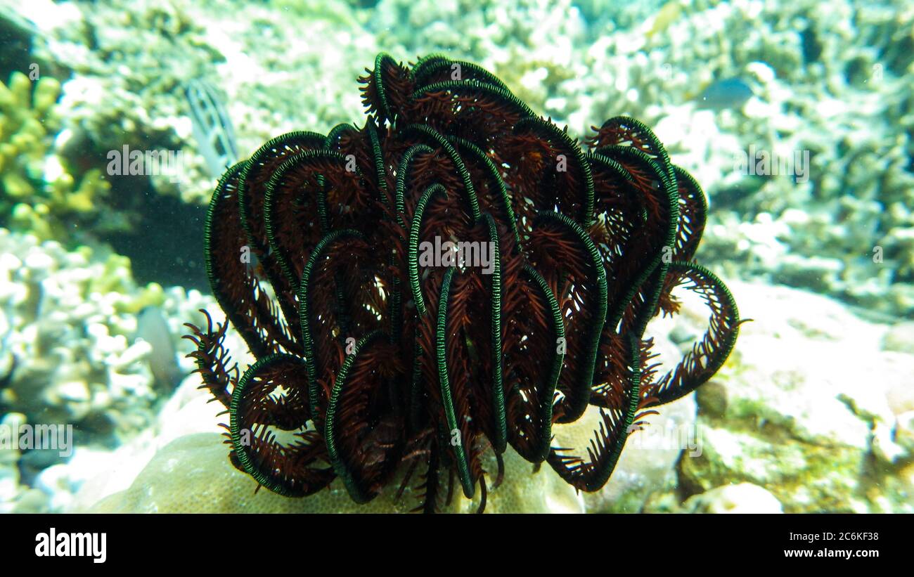 coral reef in the sea- soft red coral. underwater aquatic life on coral ...