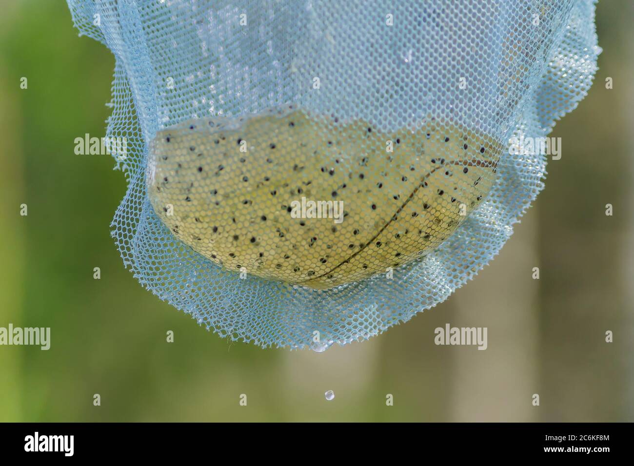 Frog caviar hi-res stock photography and images - Alamy