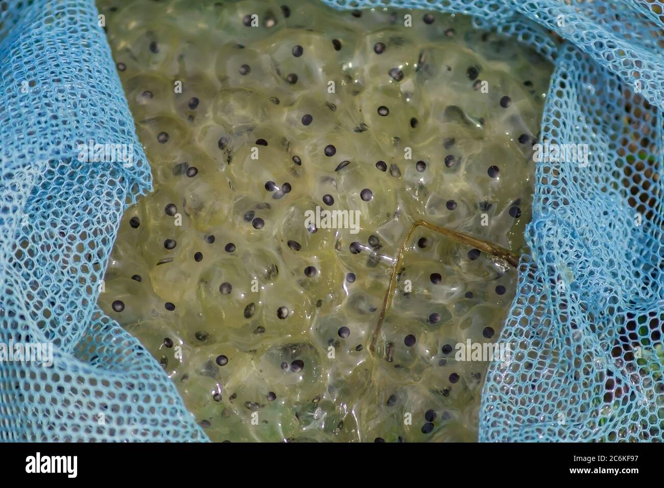 close up of frog caviar in blue net Stock Photo - Alamy