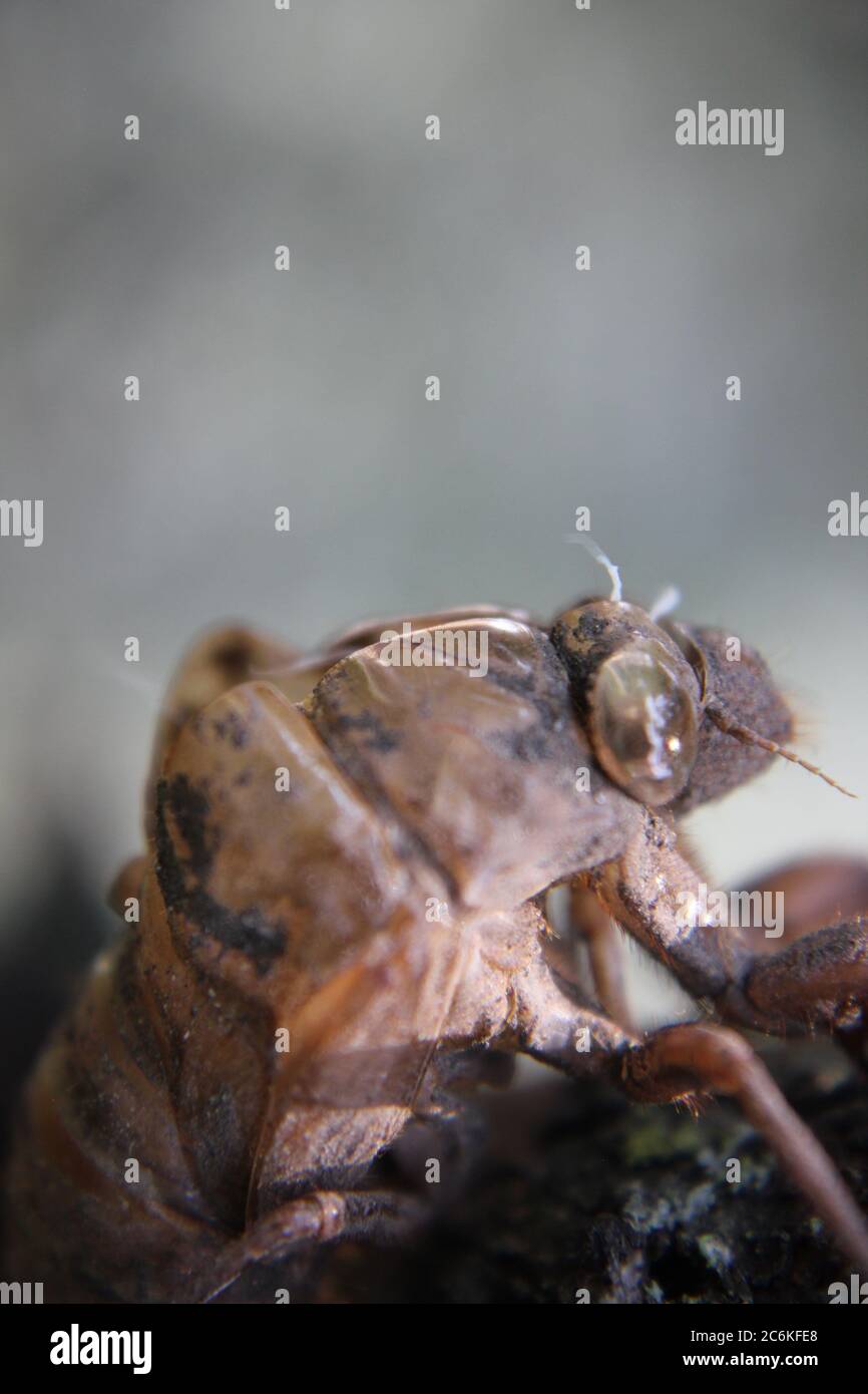 Common cicada, Cicadoidea, molting shell, exuviae, hanging on a ...
