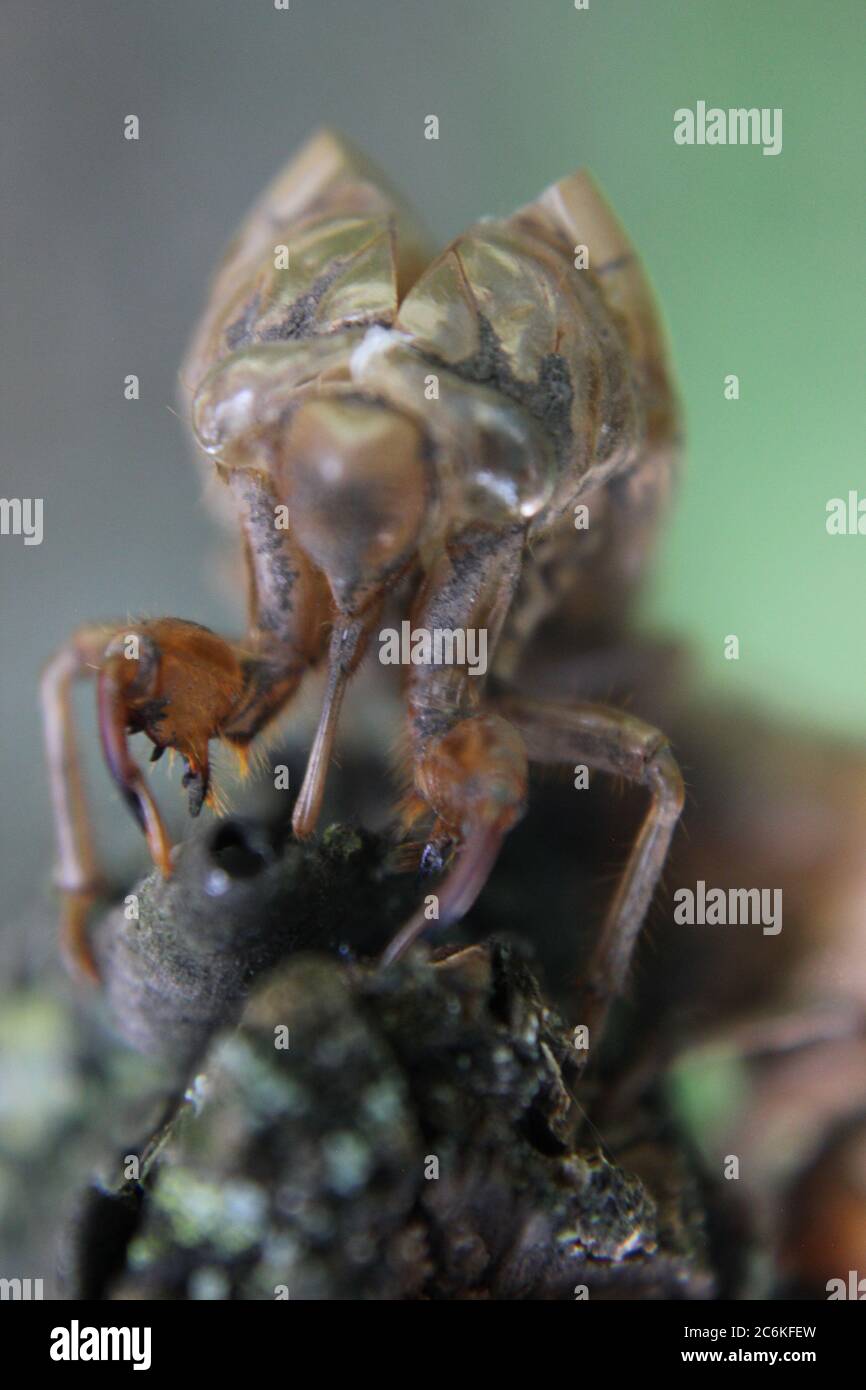 Common cicada, Cicadoidea, molting shell, exuviae, hanging on a ...