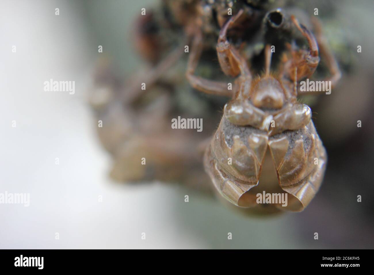 Common cicada, Cicadoidea, molting shell, exuviae, hanging on a ...