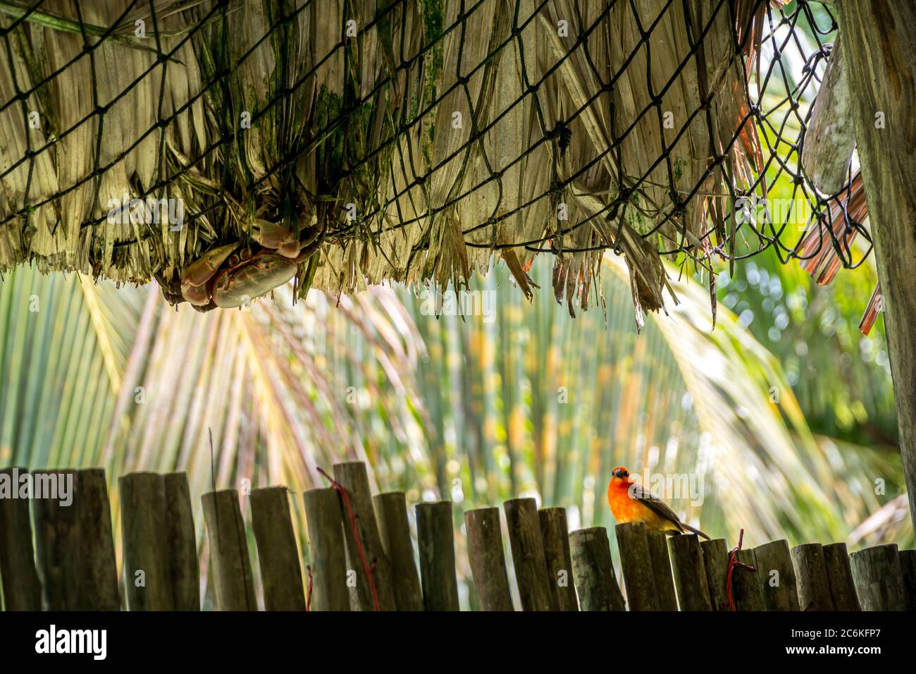 crab on a straw roof upside down and a red bird (cardinal bird) on a ...