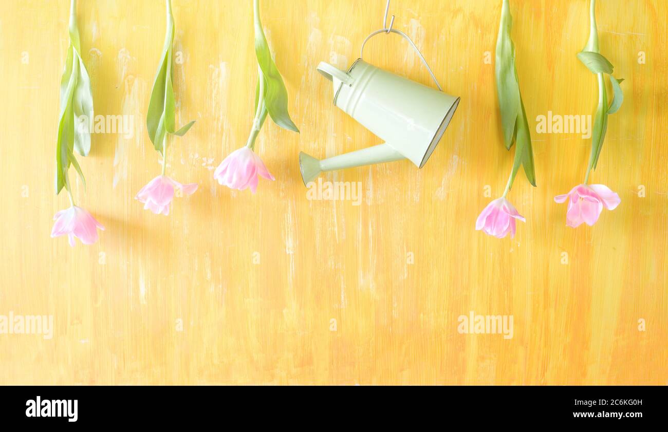 hanging tulips and a watering can on a painted wall, springtime ...