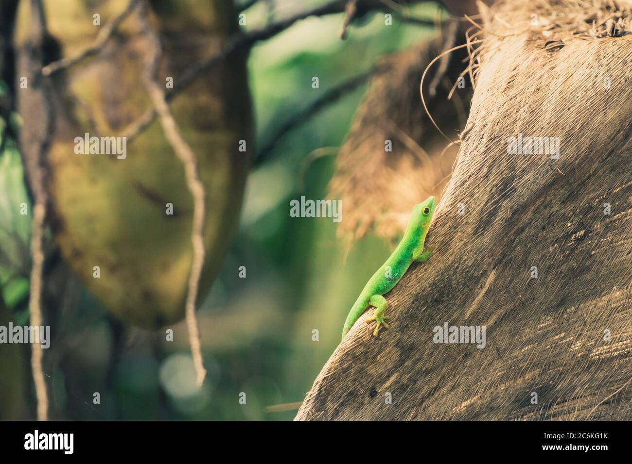 green tropical lizard on a tree, seychelles Stock Photo - Alamy