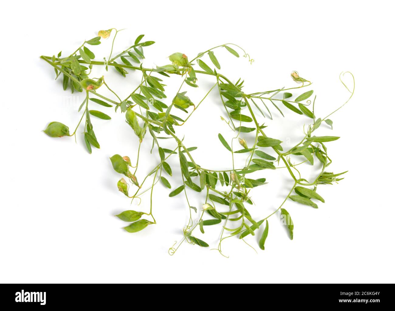 lentil plant or Lens culinaris or Lens esculenta. With flowers and pods ...