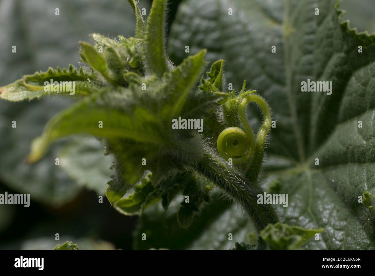 Cucumber tendrills hi-res stock photography and images - Alamy