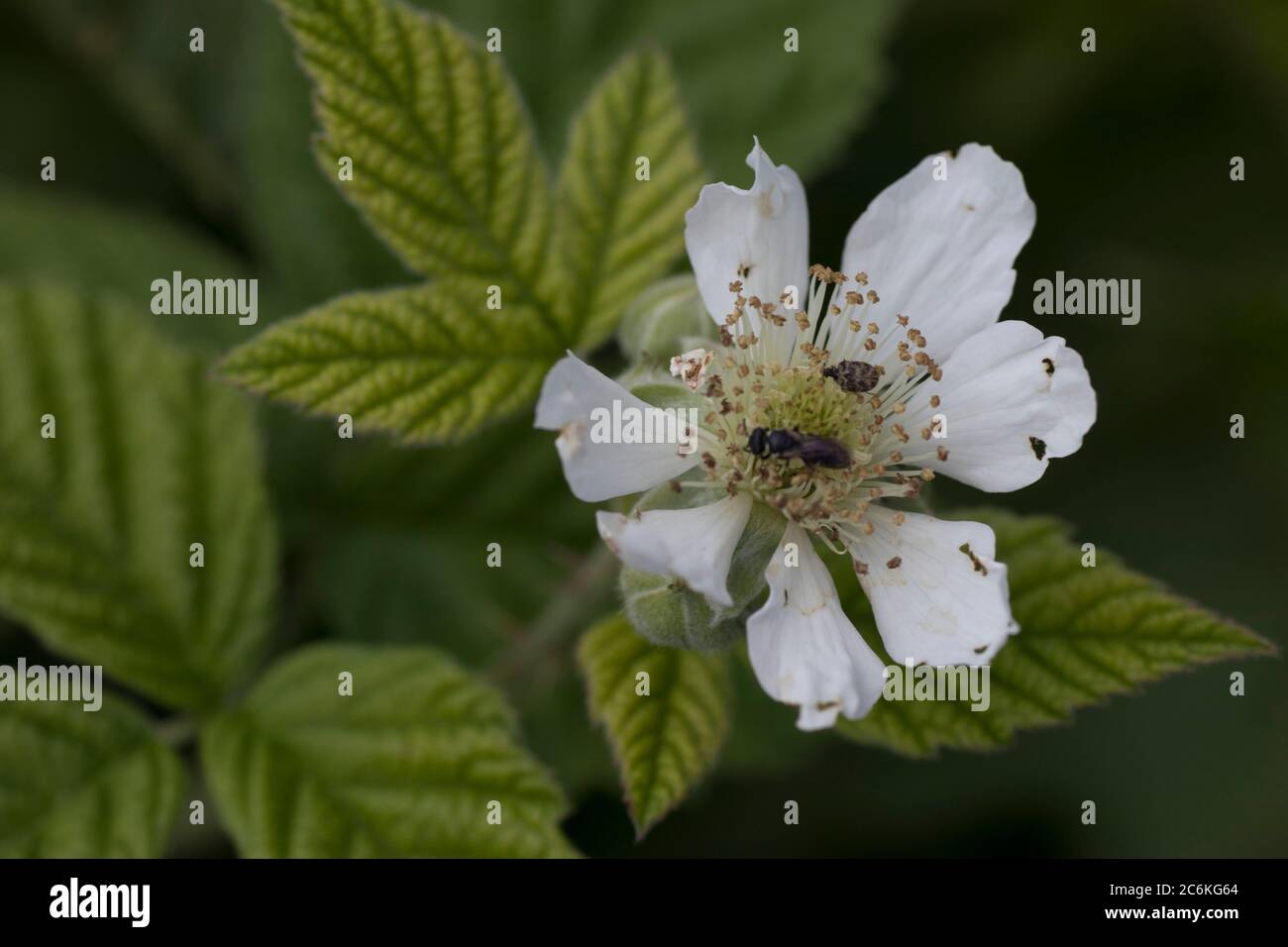 Red brambles wild garden hi-res stock photography and images - Alamy