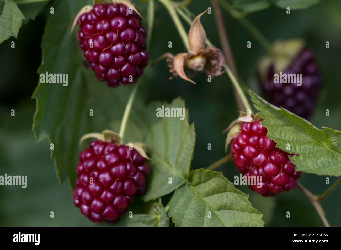 Bramble vine hi-res stock photography and images - Alamy