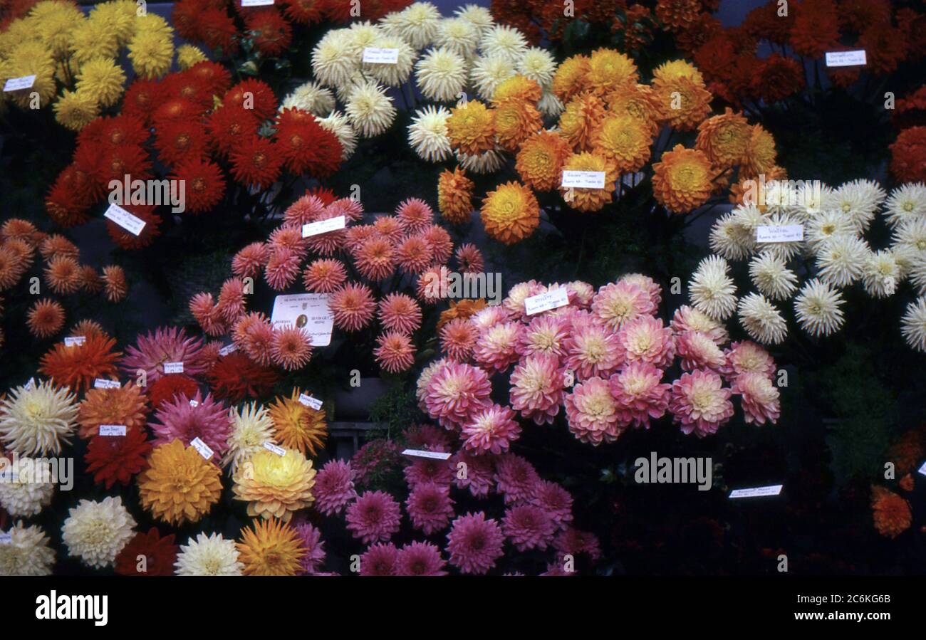 1960s flowers florist hi-res stock photography and images - Alamy