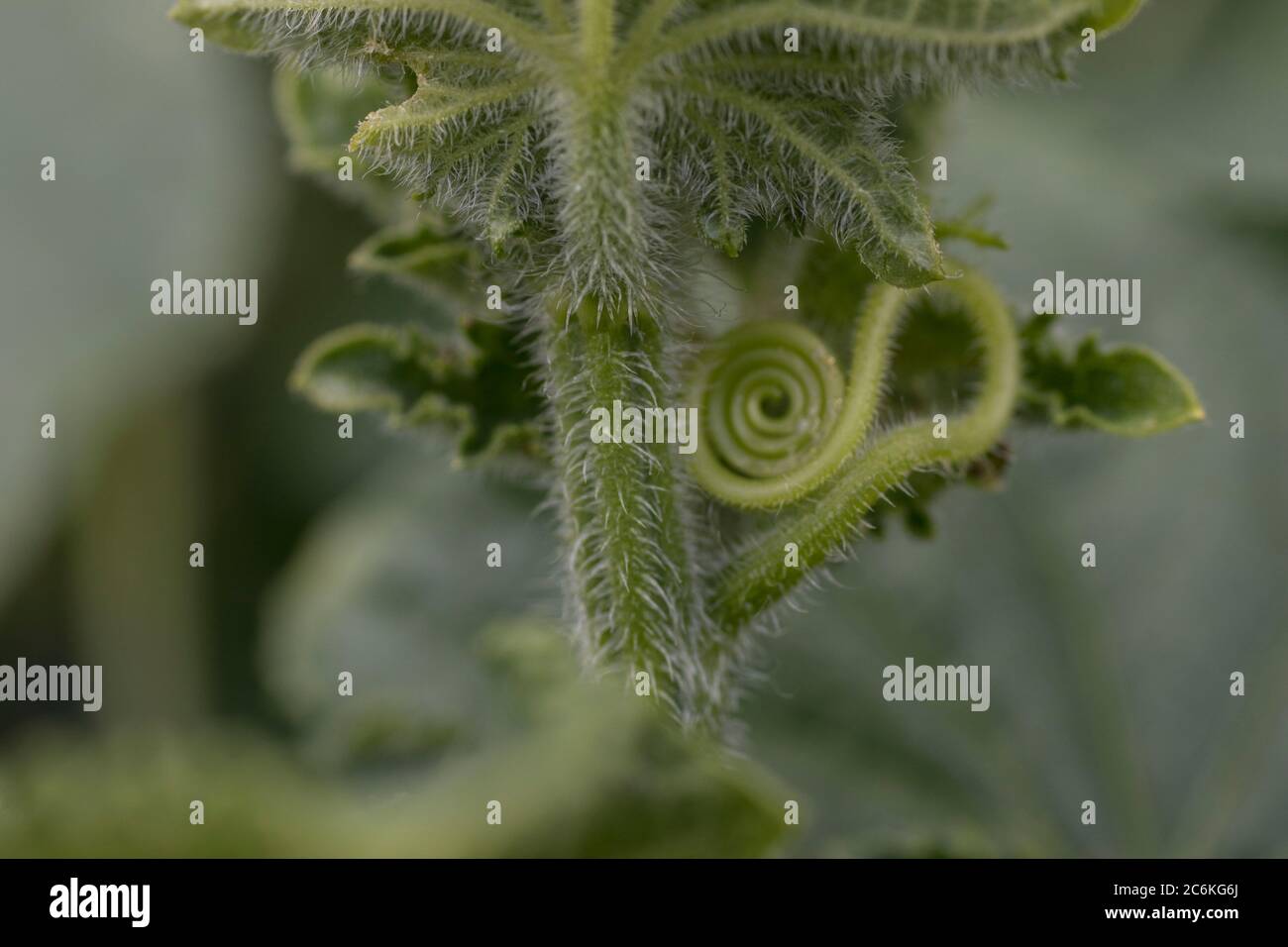 Cucumber tendrills hi-res stock photography and images - Alamy