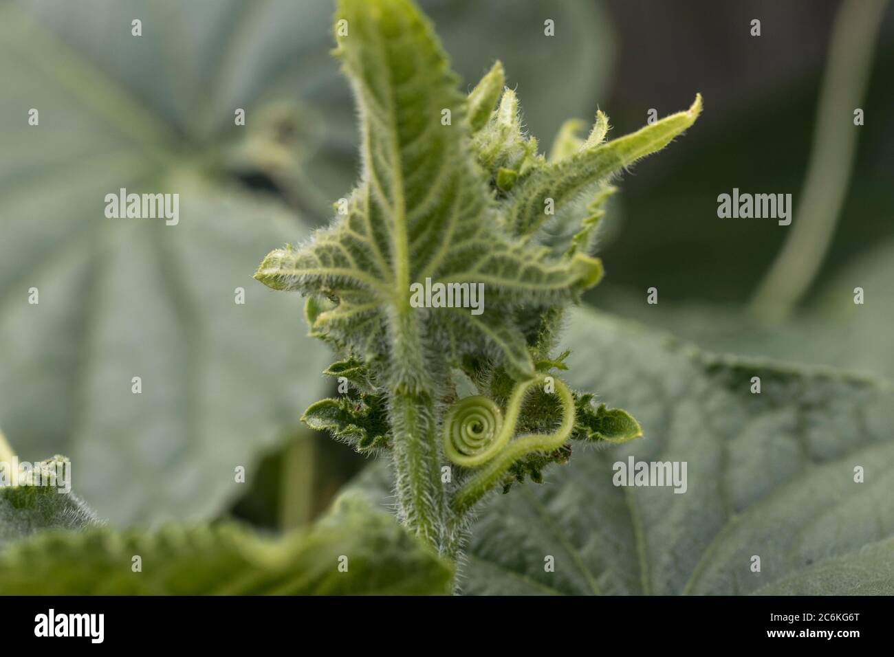 Cucumber tendrills hi-res stock photography and images - Alamy
