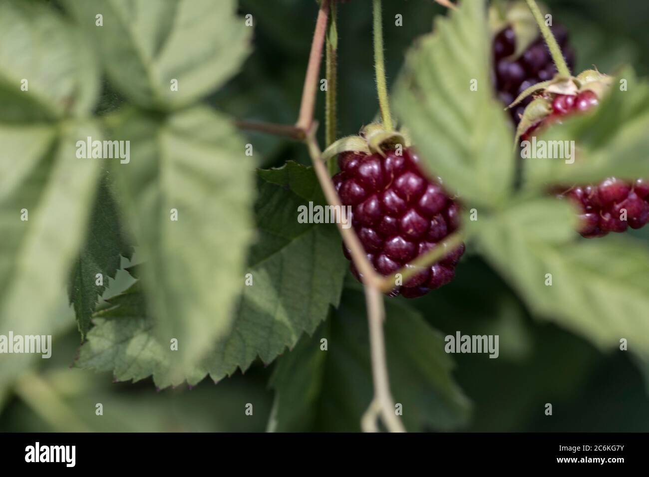 Wild brambles blackberries grow in hi-res stock photography and images ...