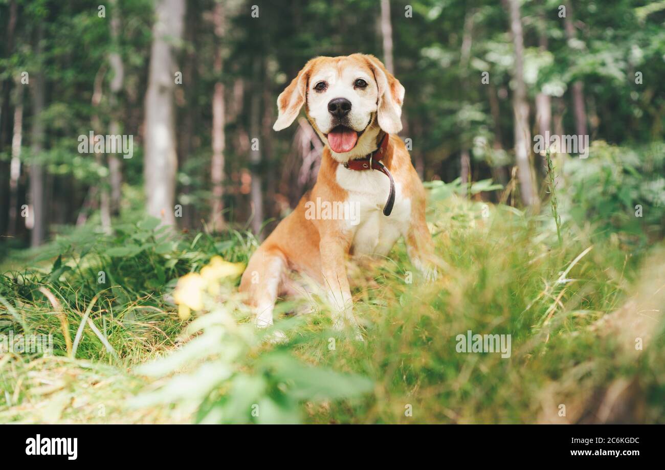 Cute beagle purebred dog portrait sitting on the forest glade Stock ...
