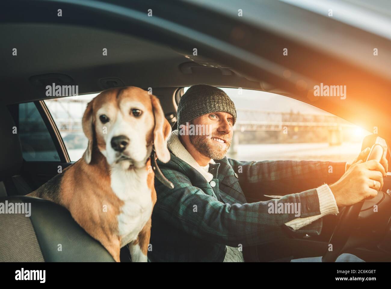 Man riding a car and his beagle dog sit inside with him. Travel with ...