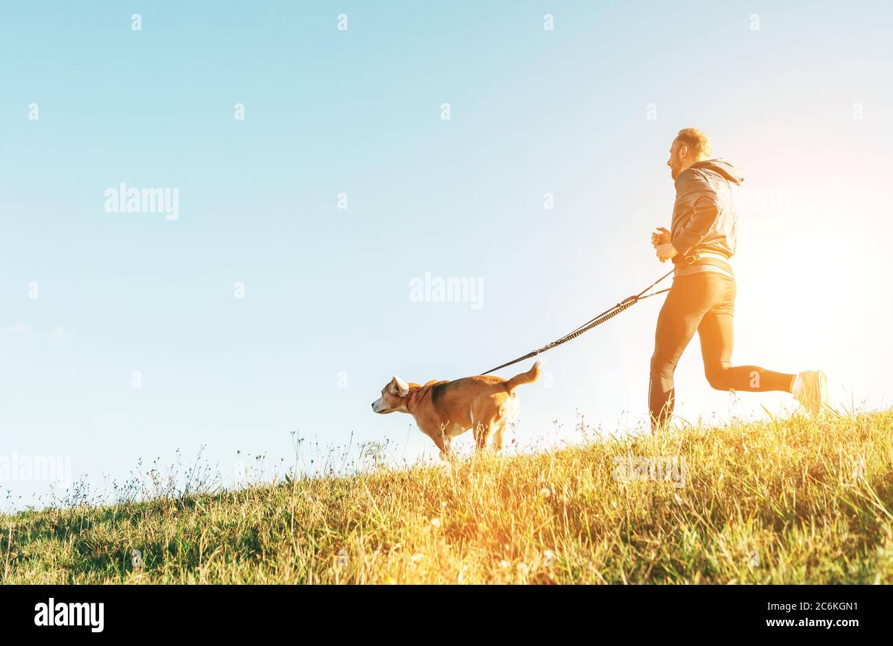 Canicross exercises. Man jogging with his beagle dog at sunny morning ...