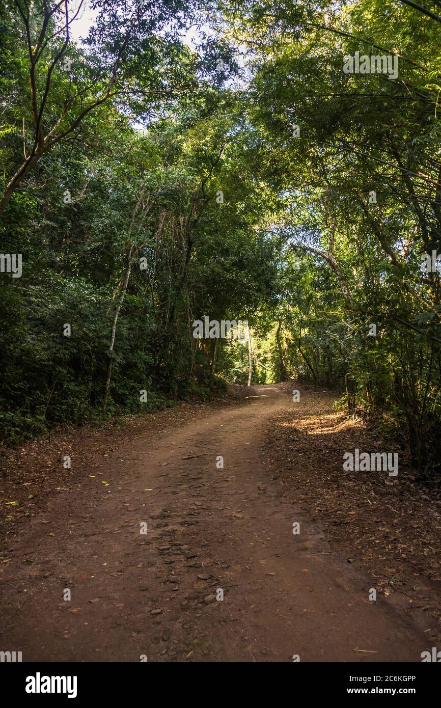 Dirt road in the brazilian forest in Ilhabela, São Paulo State, Brazil ...