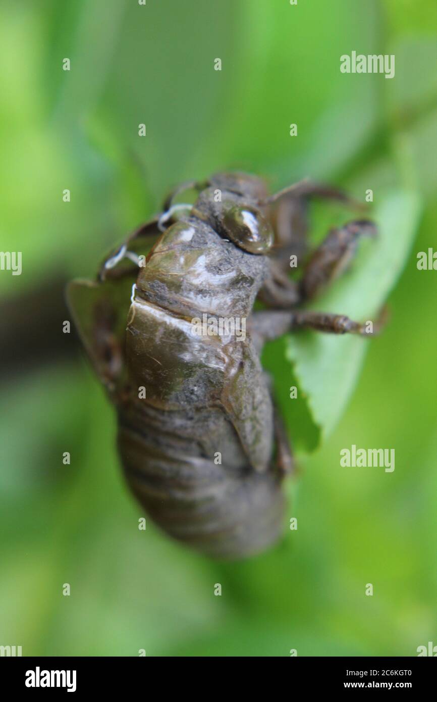 Common cicada, Cicadoidea, molting shell, exuviae, hanging on a ...