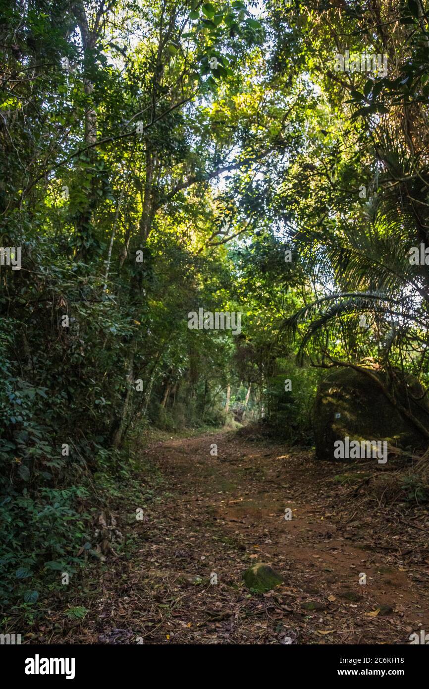 Rainforest road brazil hi-res stock photography and images - Alamy