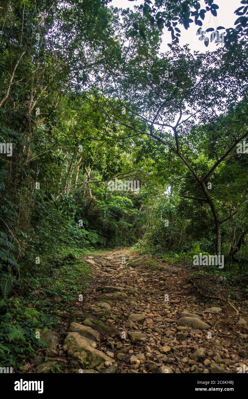 Dirt road in the brazilian forest in Ilhabela, São Paulo State, Brazil ...
