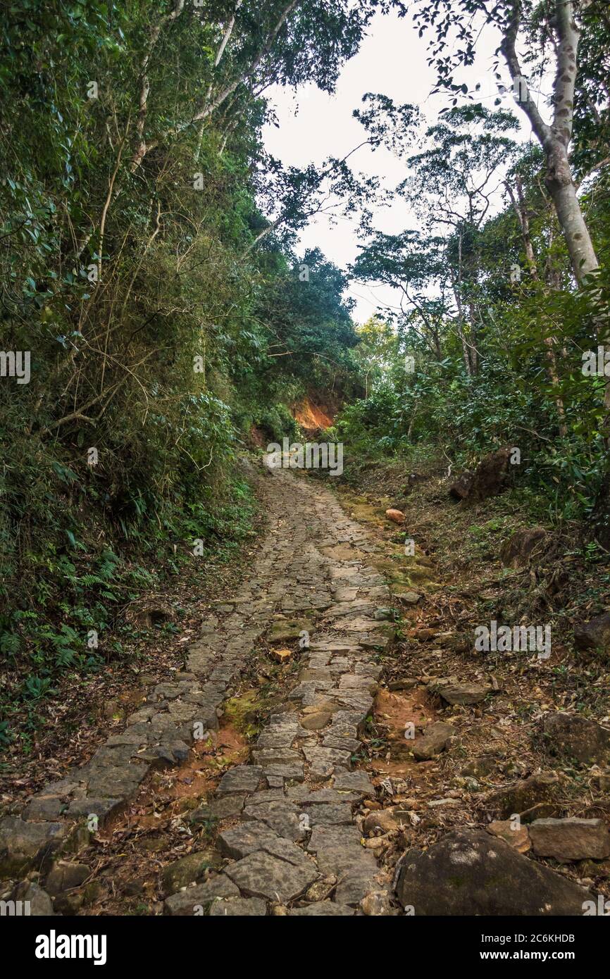 Dirt road in the brazilian forest in Ilhabela, São Paulo State, Brazil ...