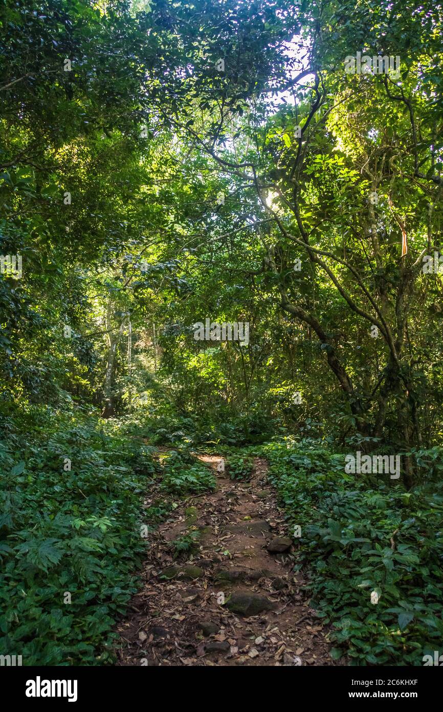 Dirt road in the brazilian forest in Ilhabela, São Paulo State, Brazil ...